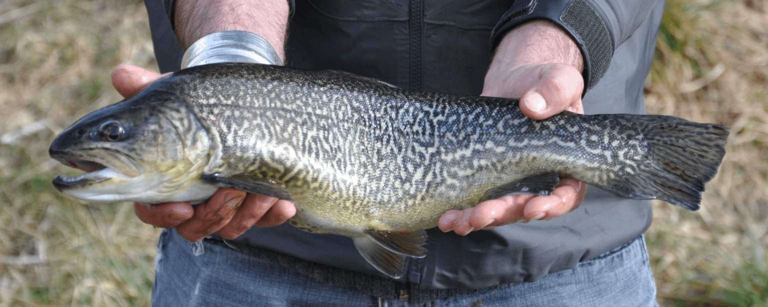 Speisefische - Fischzucht Thaur